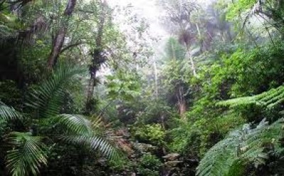 El Yunque National Park