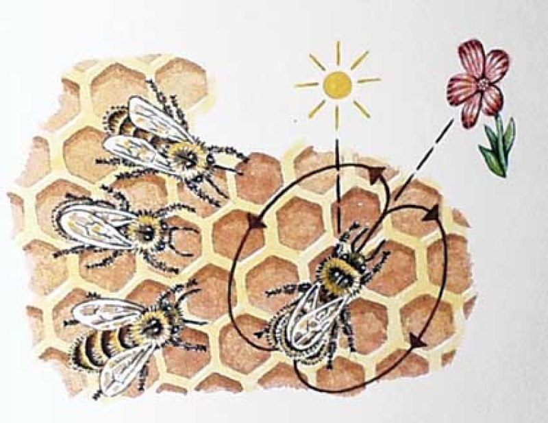 Mrs. Lindhag's Website