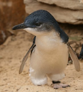 The Fantastic Fairy Penguin