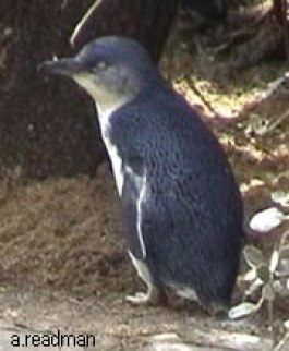 The Fantastic Fairy Penguin