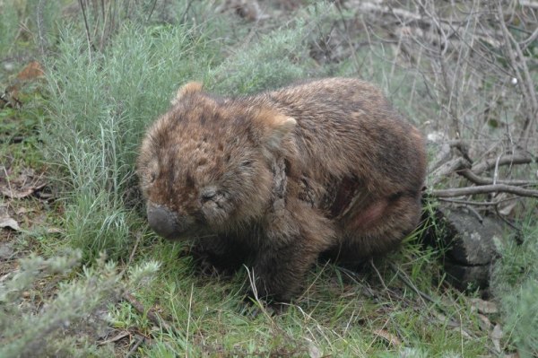 The Chubby Common Wombat By: Natalie