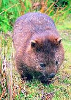 The Chubby Common Wombat By: Natalie