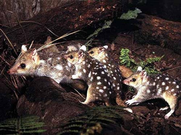 The cool estern quoll