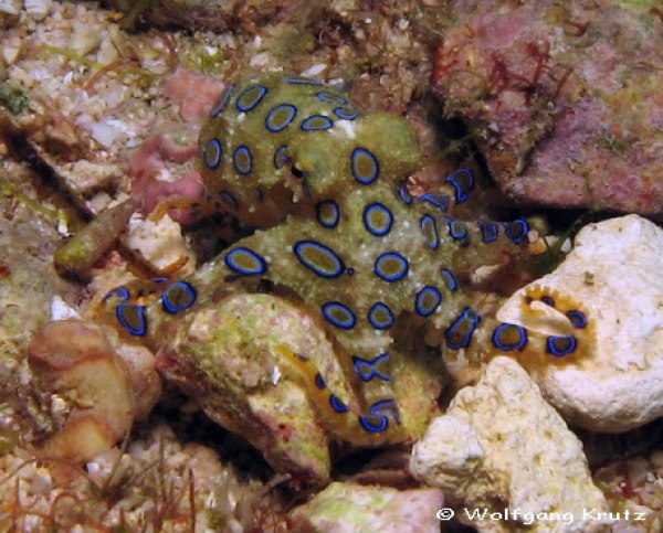 the blue ringed octopus