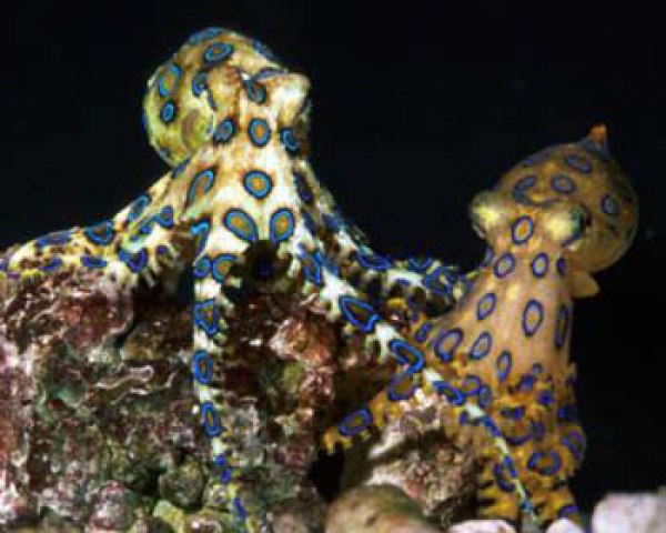 the blue ringed octopus