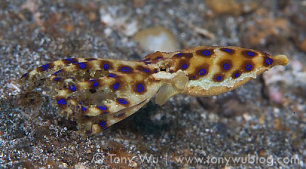 the blue ringed octopus