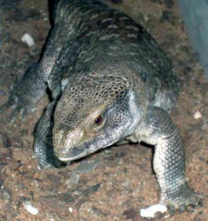 The Great Goanna