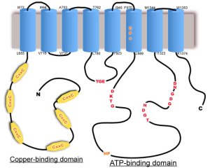 En la imagen de abajo, puedes ver en una gráfica la evolución de las ...