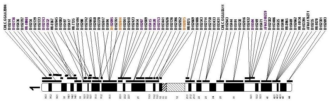 Charcot-Marie-Tooth Disease