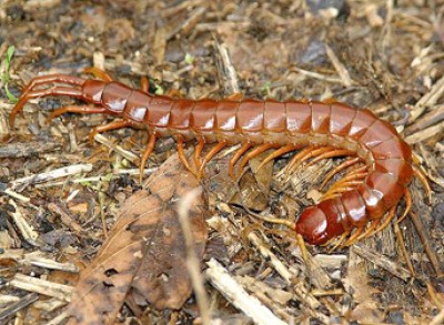 El Yunque National Park