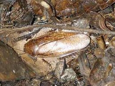 El Yunque National Park