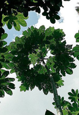 El Yunque National Park