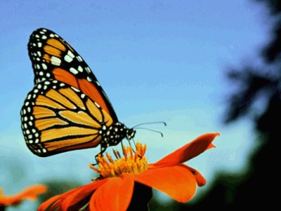 Butterfly Life Cycle