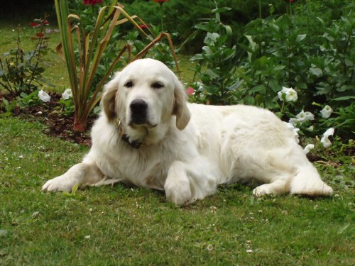 Auksaspalviai retriveriai