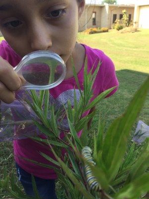 Sutton School Garden