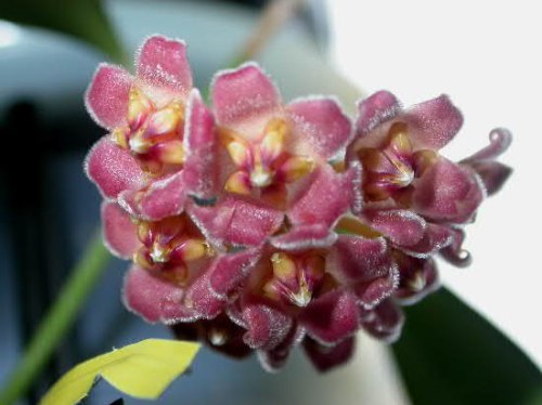 Tinas Hoya ,African Violets cavies Dogs