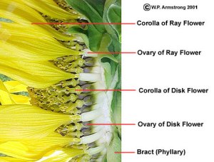 The Sunflower Helianthus annus