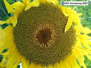 The Sunflower Helianthus annus