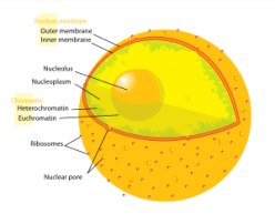 The Eukaryotic Animal Cell