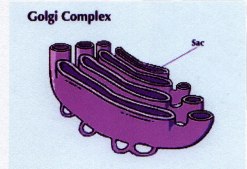 The Eukaryotic Animal Cell