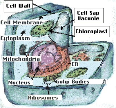 Organelles of the Plant Cell