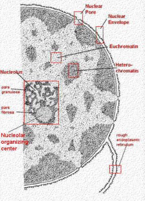 Organelles of the Plant Cell