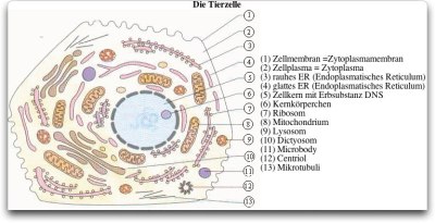 Diagram containing a microbody