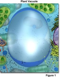 Plant Cell