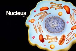 Exploring The Animal Cell